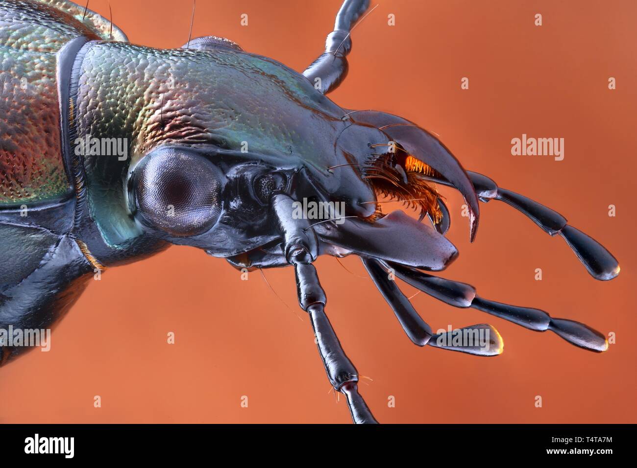 Chitin hi-res stock photography and images - Alamy