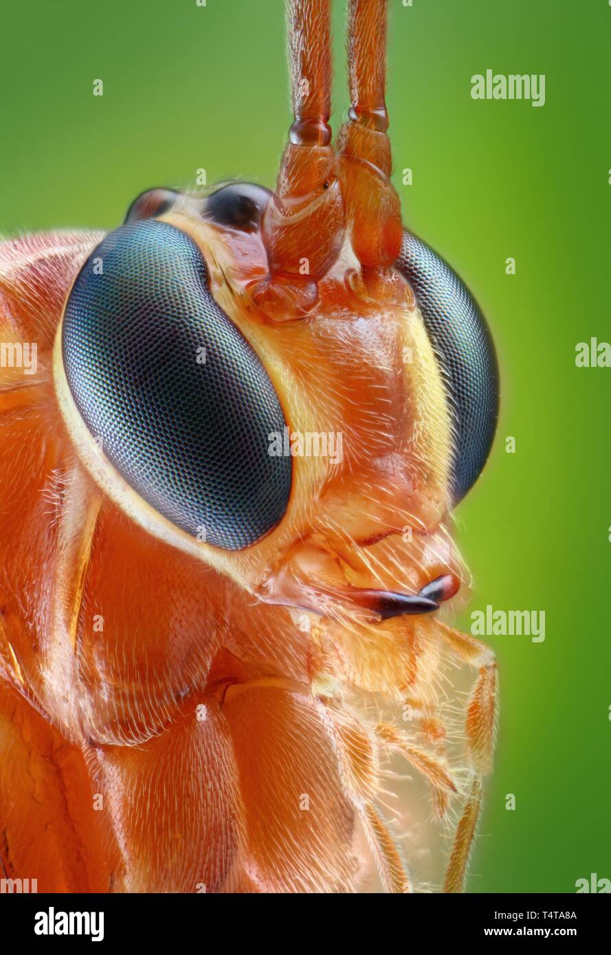 Ocelli eyes hi-res stock photography and images - Alamy