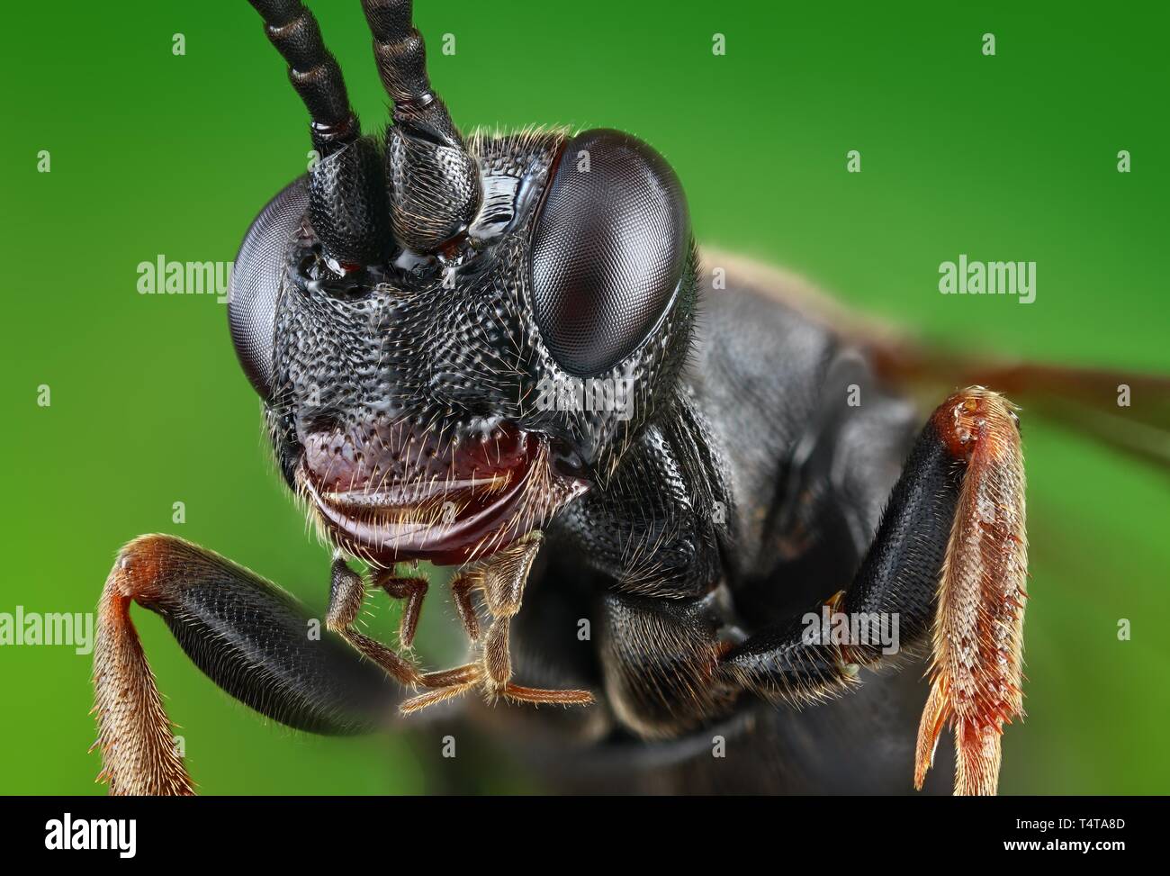 Eye parasite hi-res stock photography and images - Alamy