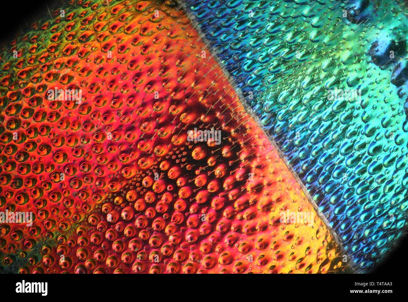 Chrysidoidea hi-res stock photography and images - Alamy