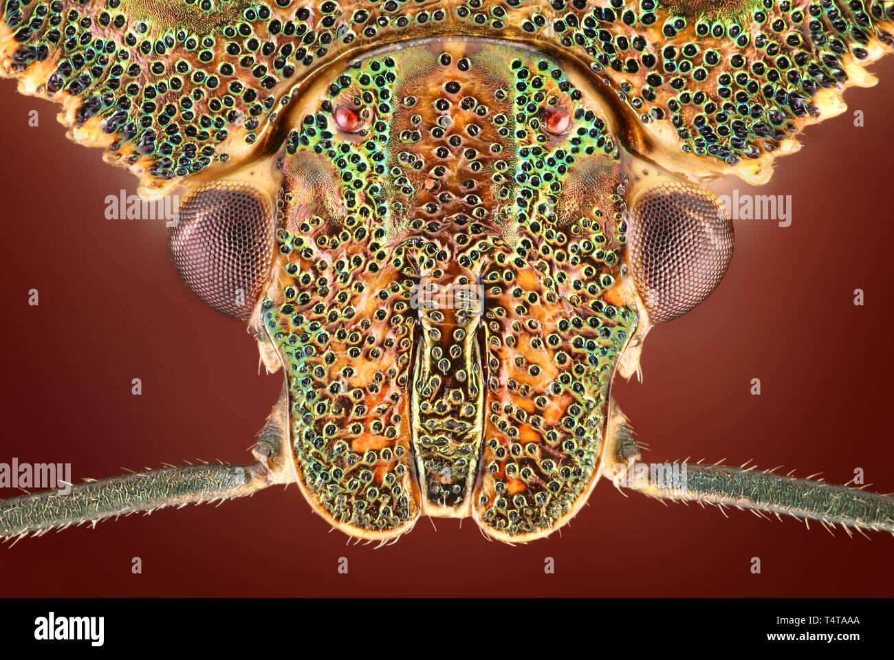 Asopinae hi-res stock photography and images - Alamy