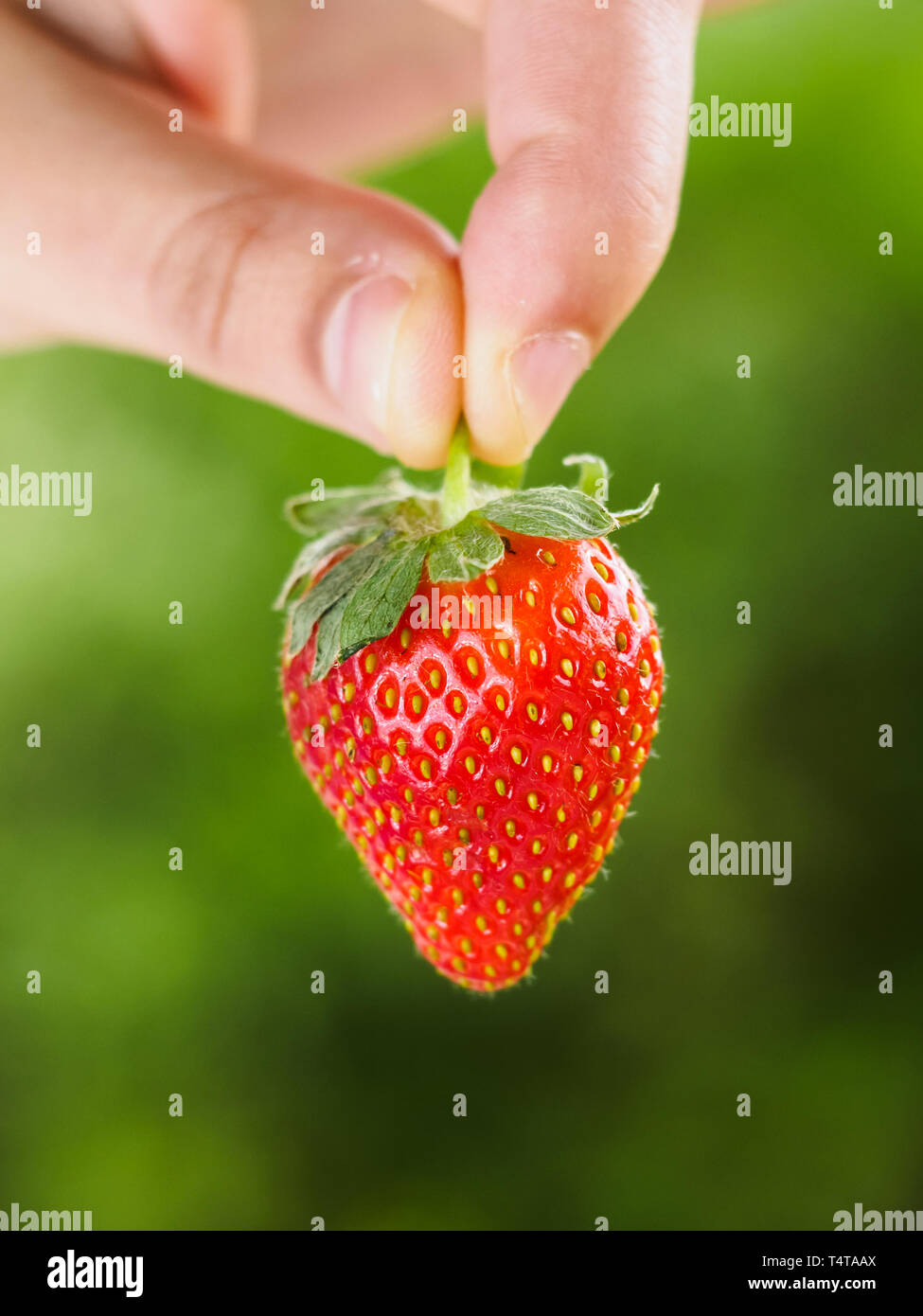 Hand strawberry hi-res stock photography and images - Alamy