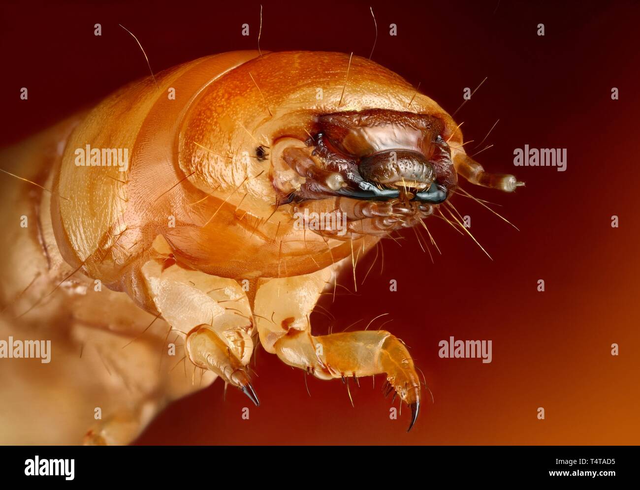 Beetle larva microscope hi-res stock photography and images - Alamy