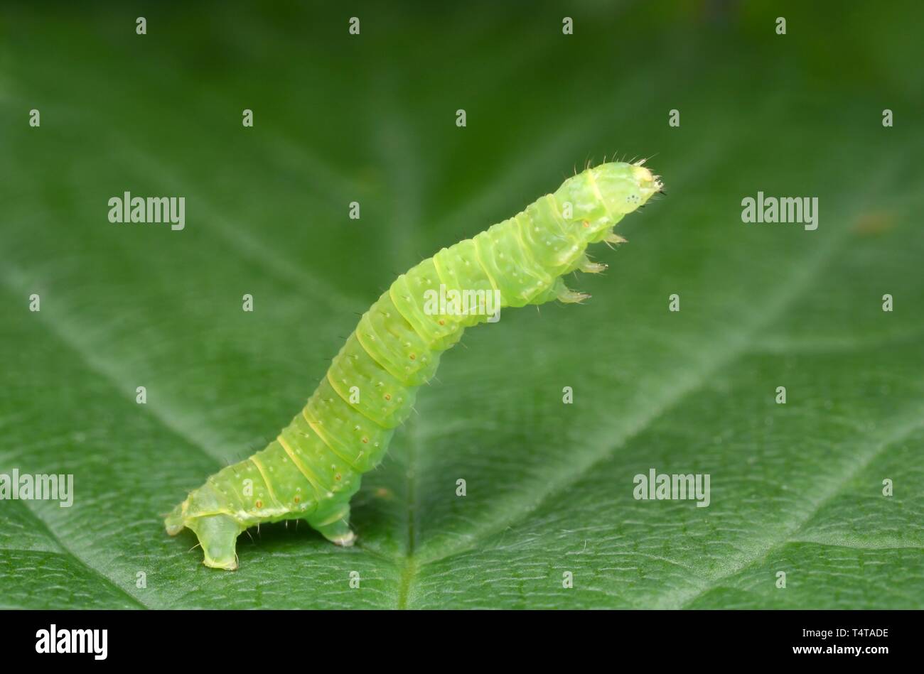 Insect larva hi-res stock photography and images - Alamy