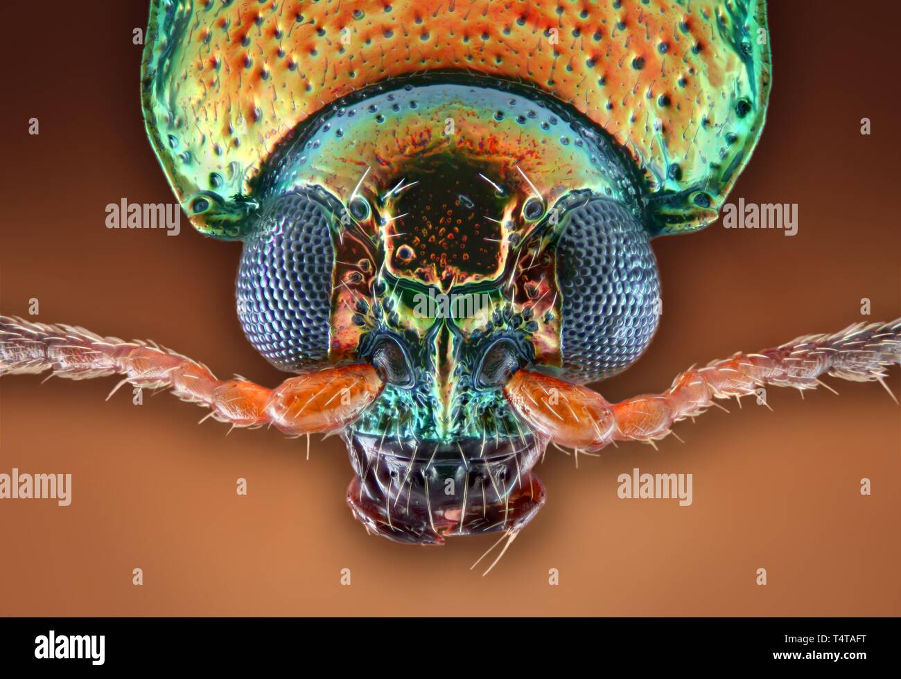 Coleoptera Insect Microscope High Resolution Stock Photography and ...