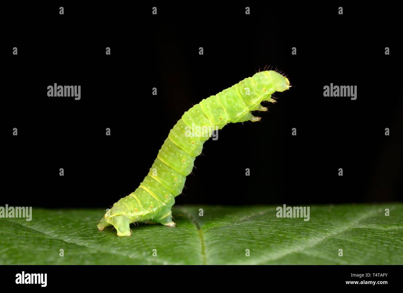 Green sawfly larvae hi-res stock photography and images - Alamy