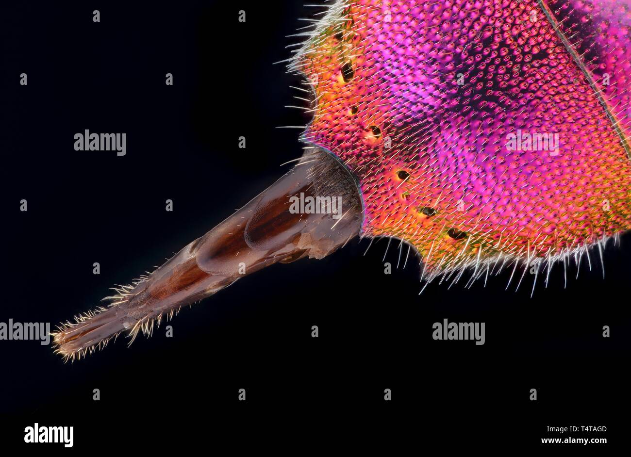 Chrysidoidea hi-res stock photography and images - Alamy