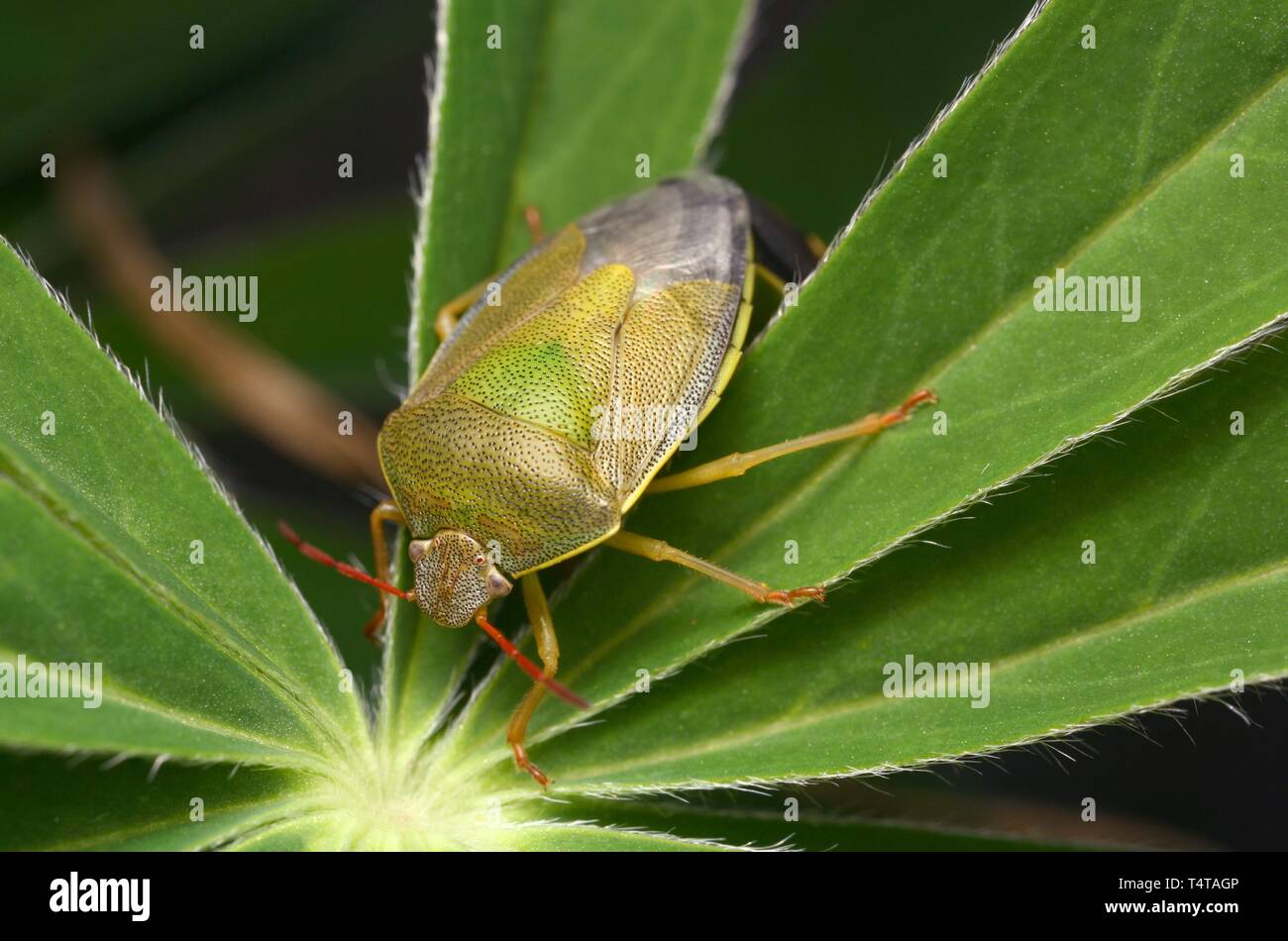 Hemiptera heteroptera bug insect hi-res stock photography and images ...