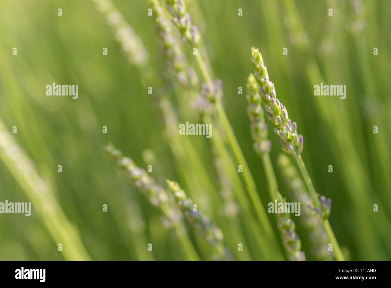 Lavender green florist hi-res stock photography and images - Alamy