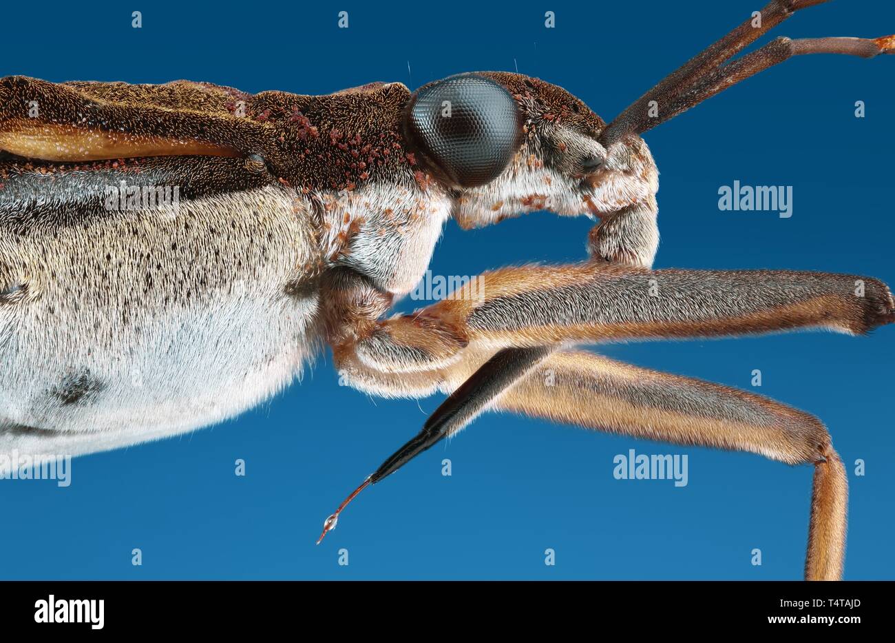 Water skipper bug hi-res stock photography and images - Alamy