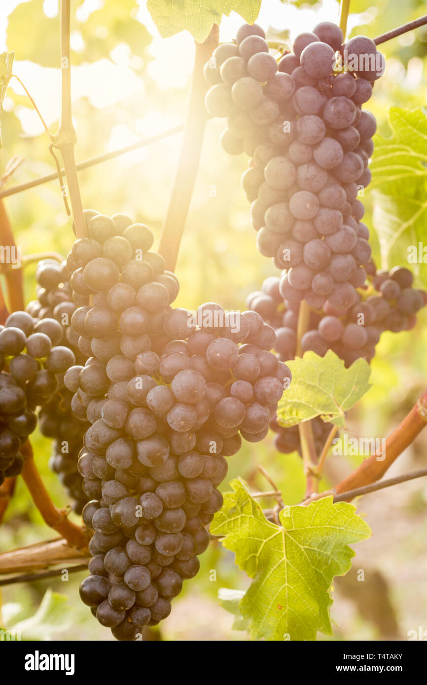 Portuguese grapes at a winery in the sun Stock Photo - Alamy