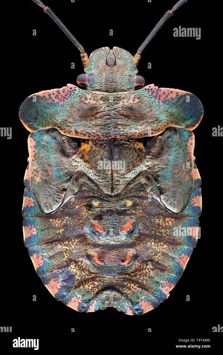 Zoology compound eye hi-res stock photography and images - Alamy