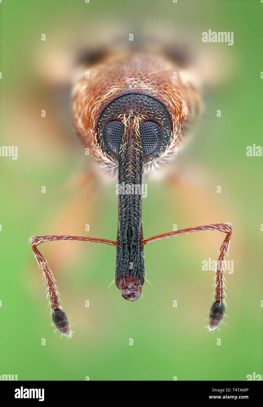 Coleoptera insect microscope hi-res stock photography and images - Alamy