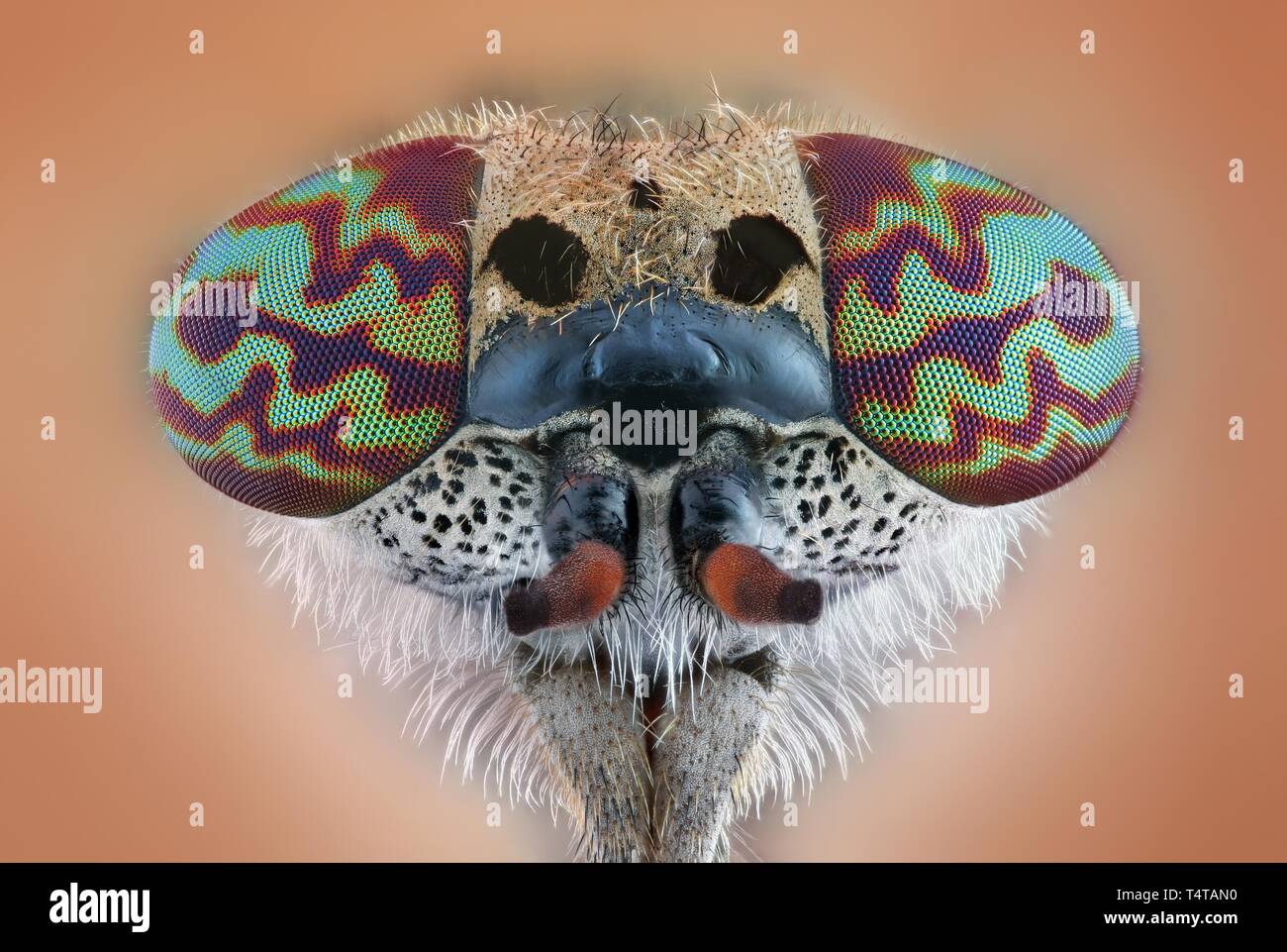 Deer fly bite hi-res stock photography and images - Alamy