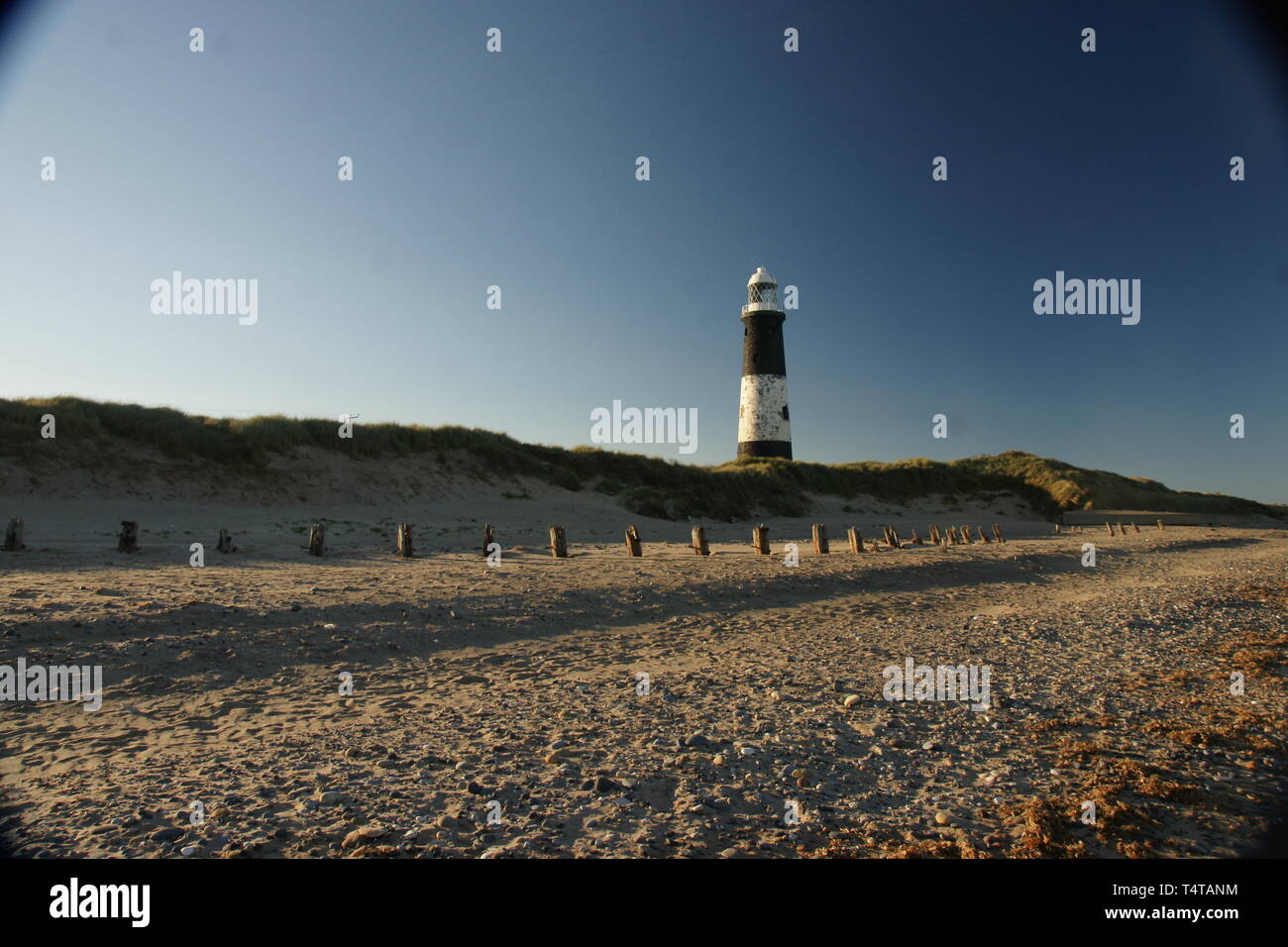 Spurn Point Birds High Resolution Stock Photography and Images - Alamy