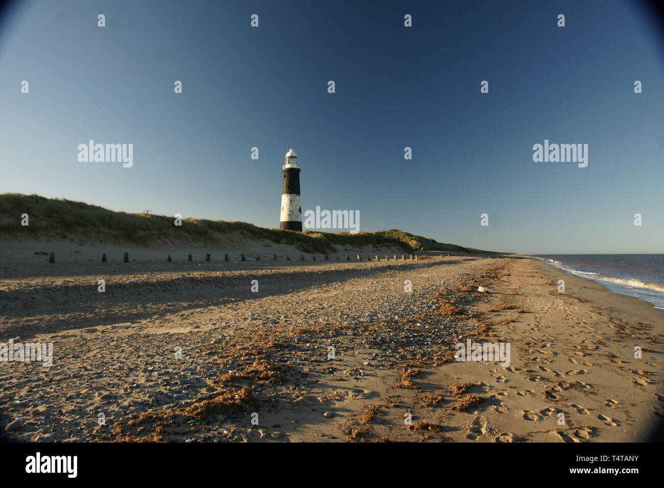 Spurn Point Birds High Resolution Stock Photography and Images - Alamy