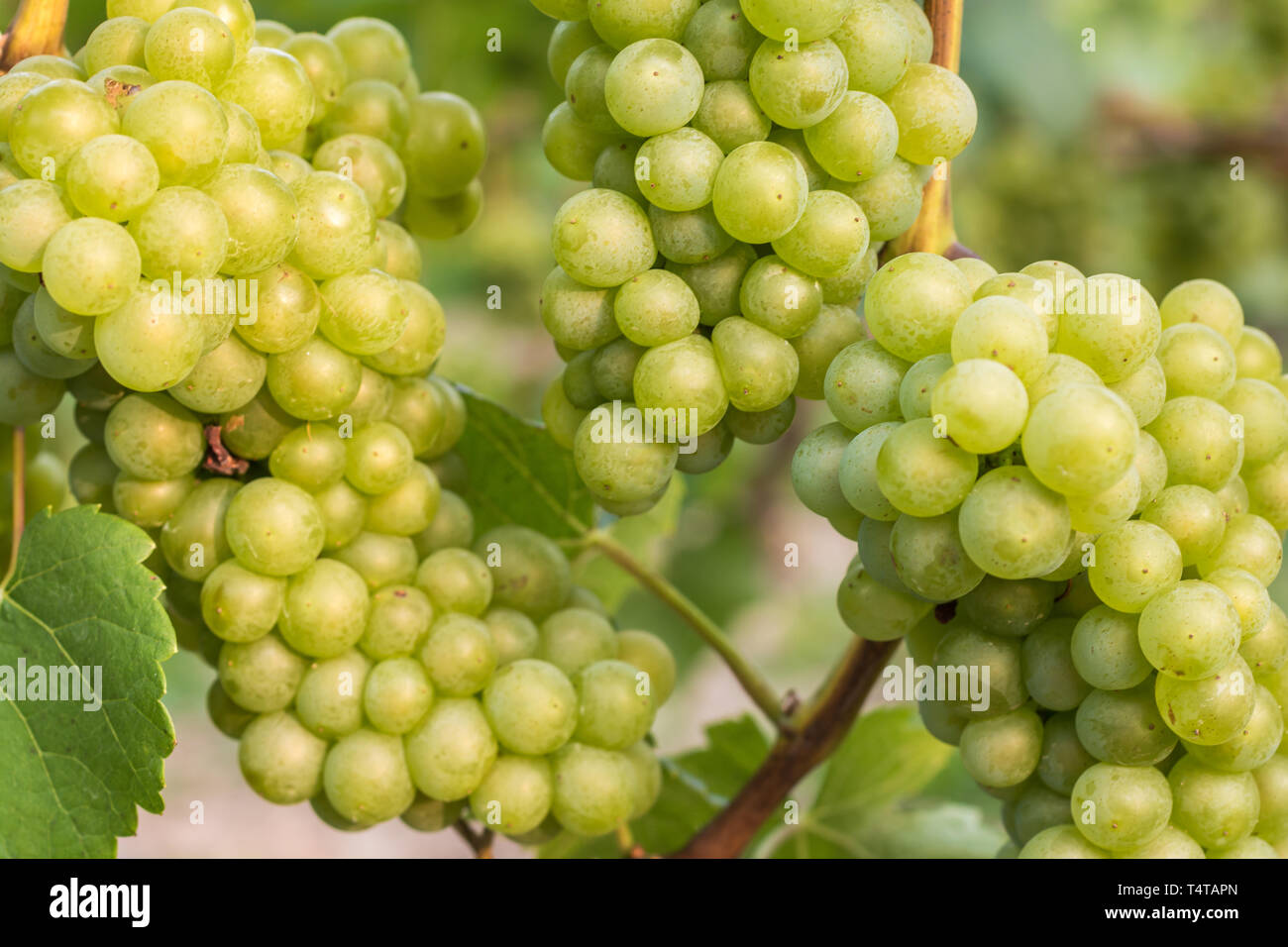 Many grapes of the Silvaner vine Stock Photo - Alamy