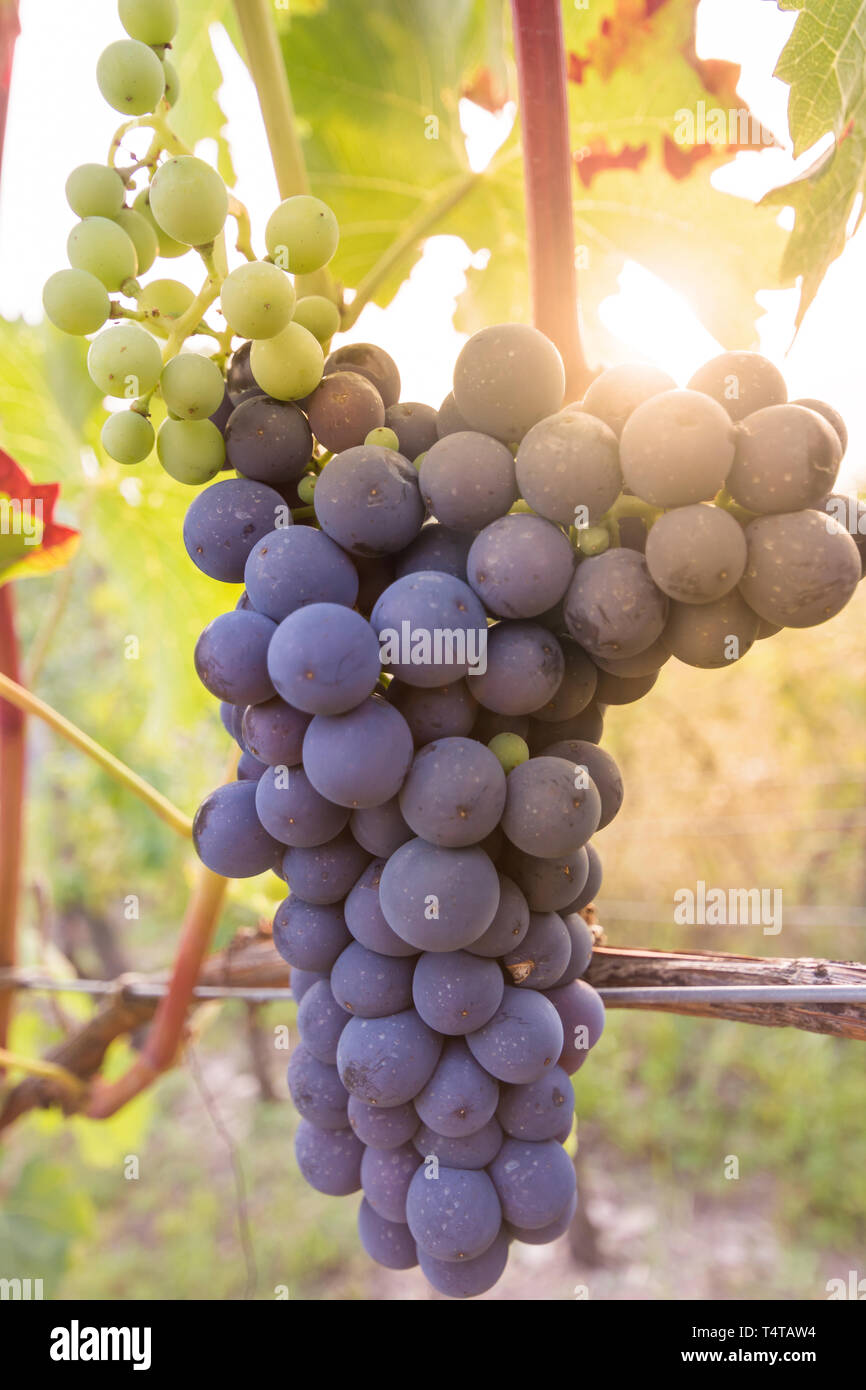 Grapes ripen in the sun on a vineyard Stock Photo - Alamy