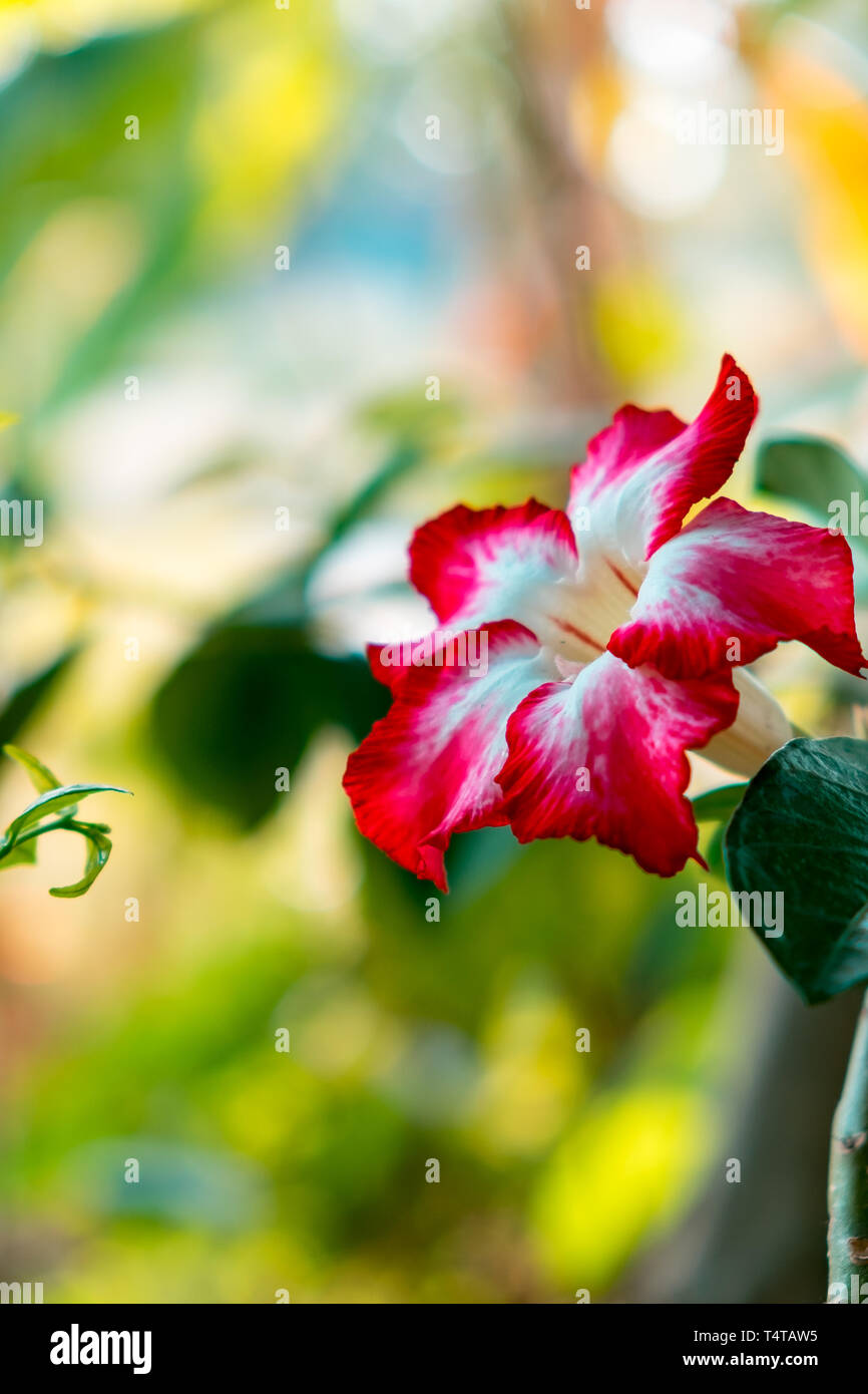 Azalea flower red white bloom meet small leaf Stock Photo - Alamy