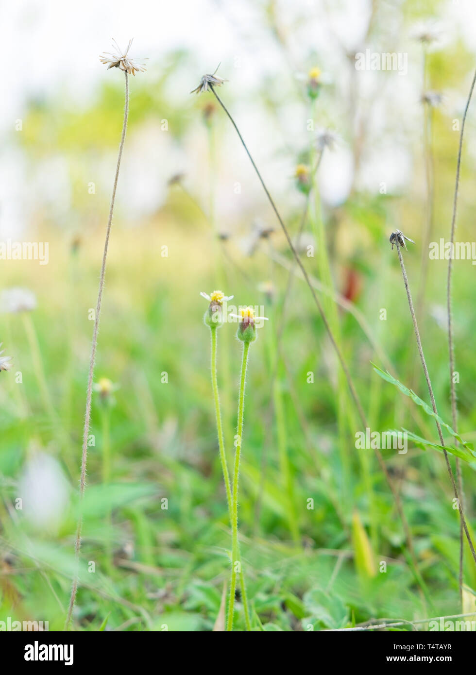 Grass flower clump shoots fields Stock Photo - Alamy