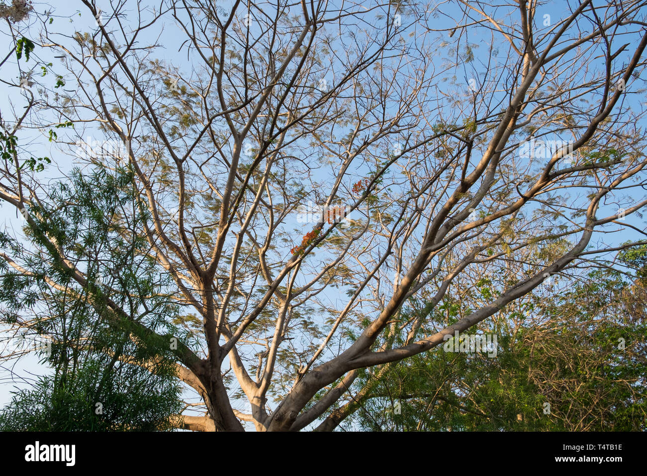 Flam-boyant, The Flame Tree, Royal Poinciana, tree sprawl branch Stock ...