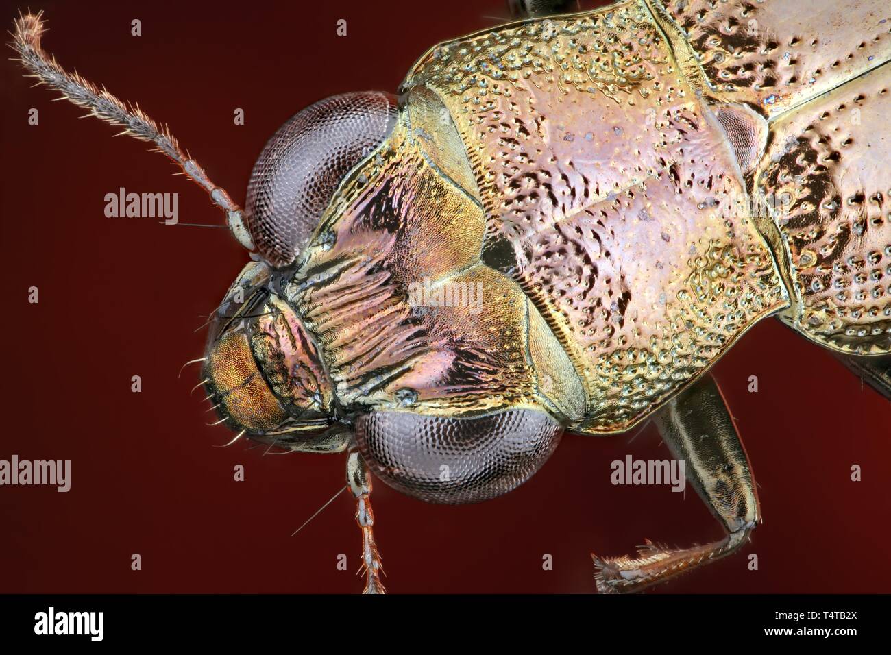 Pronotum hi-res stock photography and images - Alamy
