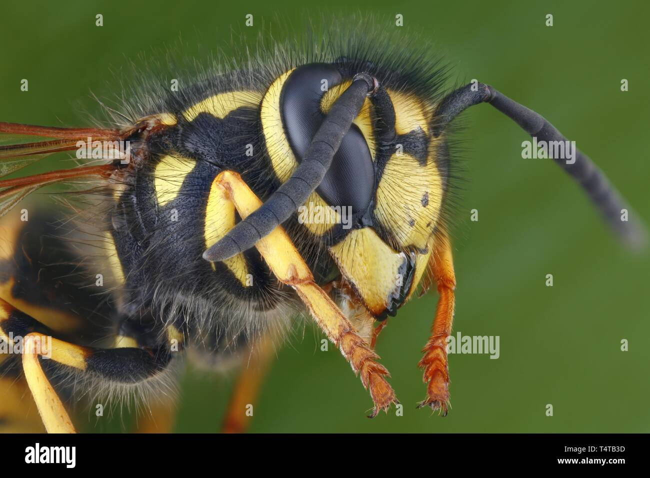 Head of a German wasp (vespula germanica Stock Photo - Alamy