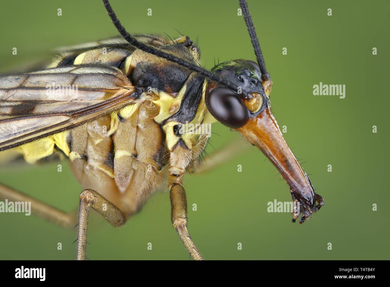 Insect mouthparts hi-res stock photography and images - Alamy