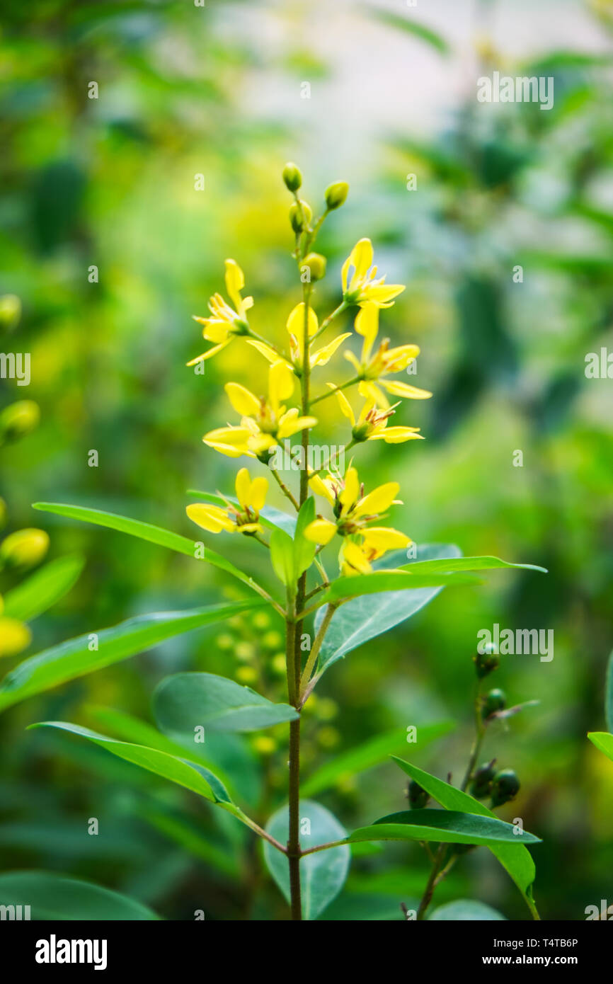 Thryallis glauca, Galphimia, Gold Shower, yellow flower natural in garden Stock Photo - Alamy