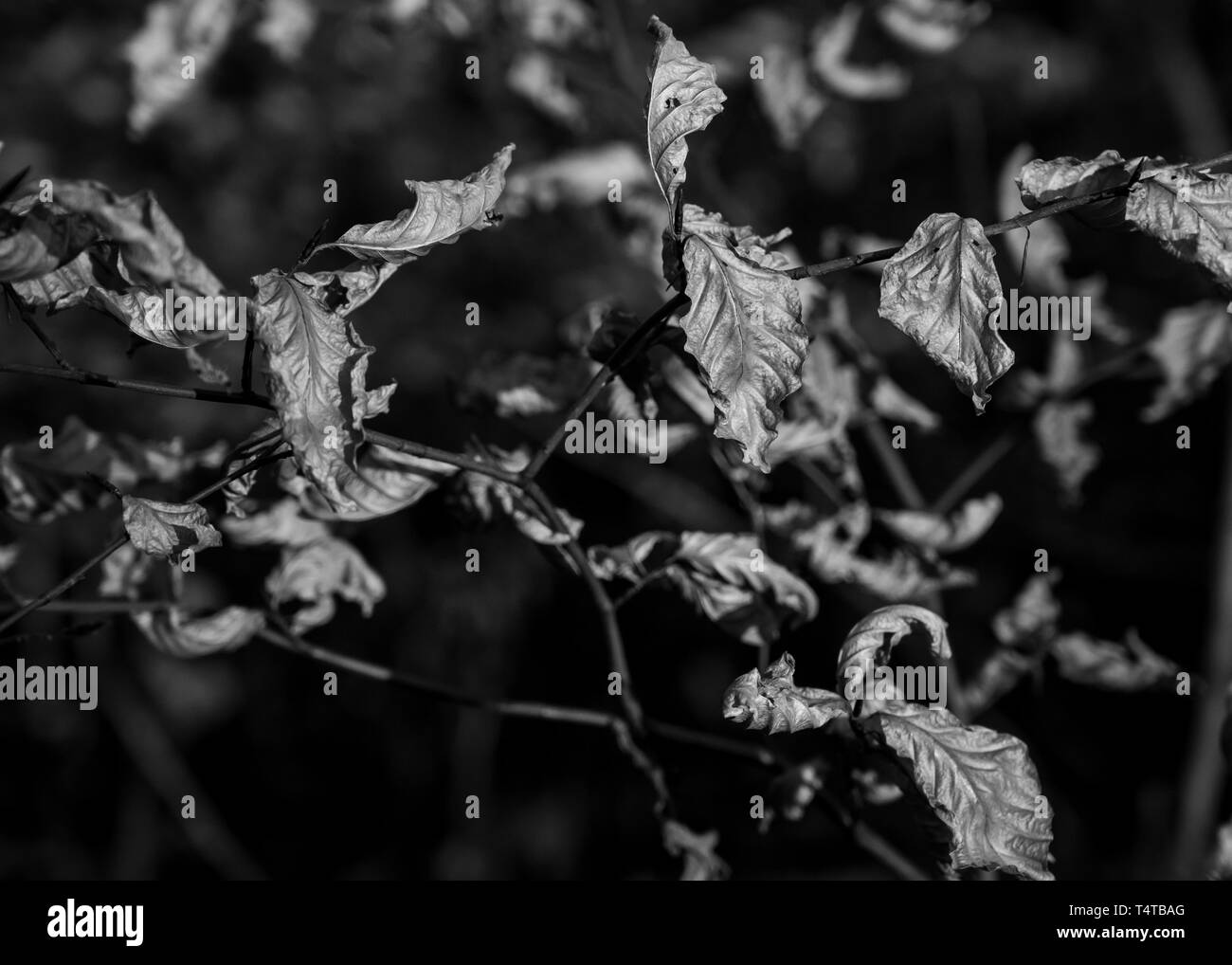 Roe Green Loopline walkway, Worsley, Manchester Stock Photo - Alamy