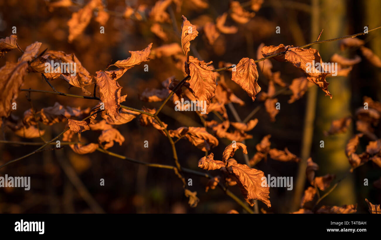 Roe Green Loopline walkway, Worsley, Manchester Stock Photo - Alamy
