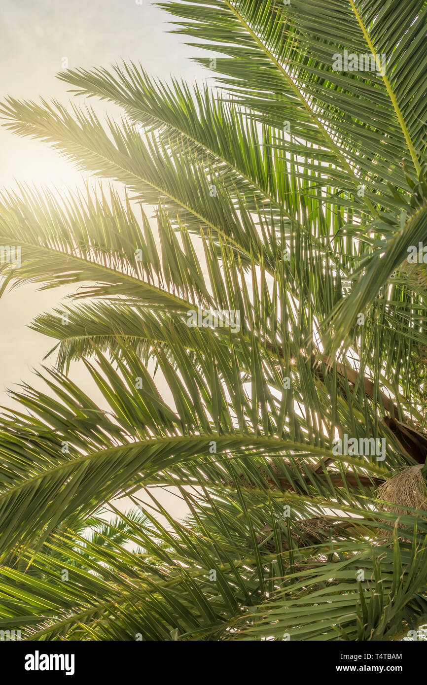 Translucent green palm leaf hi-res stock photography and images - Alamy