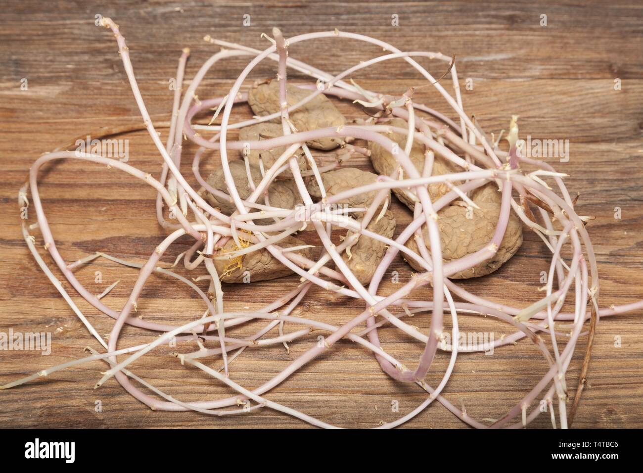 Potato germ hi-res stock photography and images - Alamy