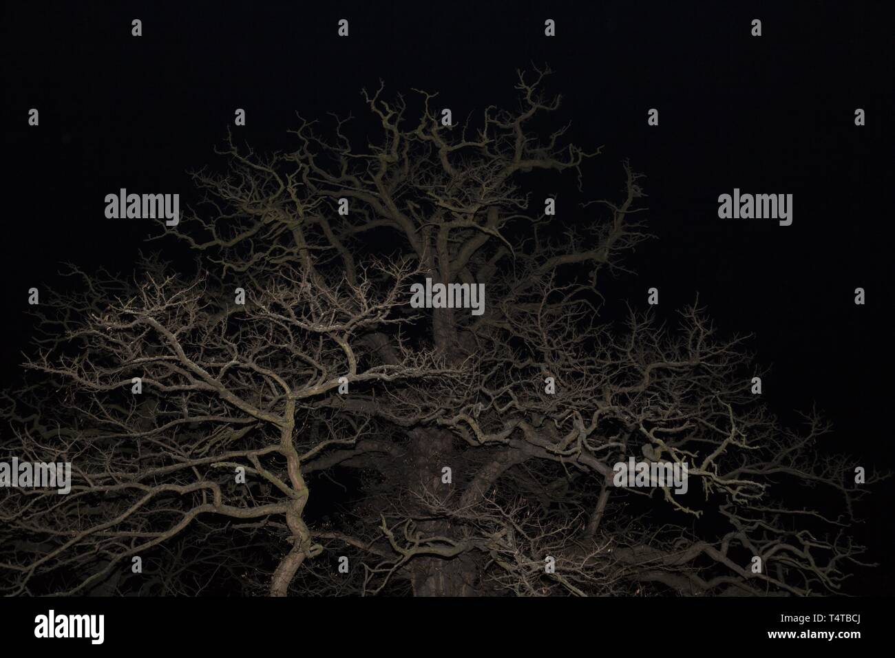 333dk8r8 hi-res stock photography and images - Alamy