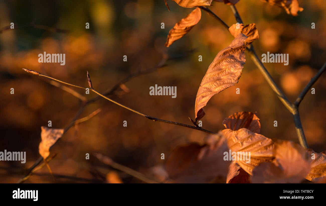Roe Green Loopline walkway, Worsley, Manchester Stock Photo - Alamy