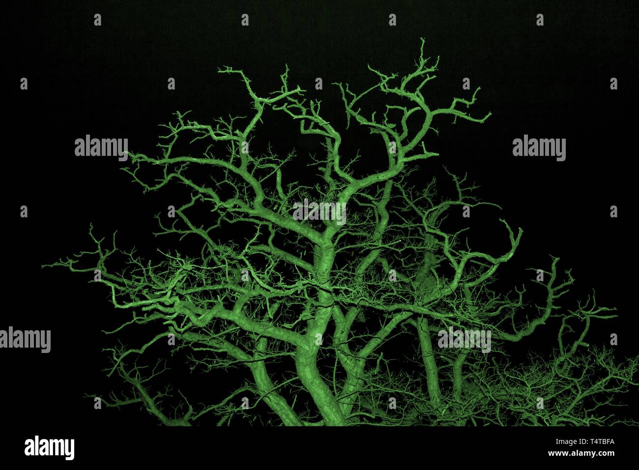Tree at night, green illuminated Stock Photo - Alamy