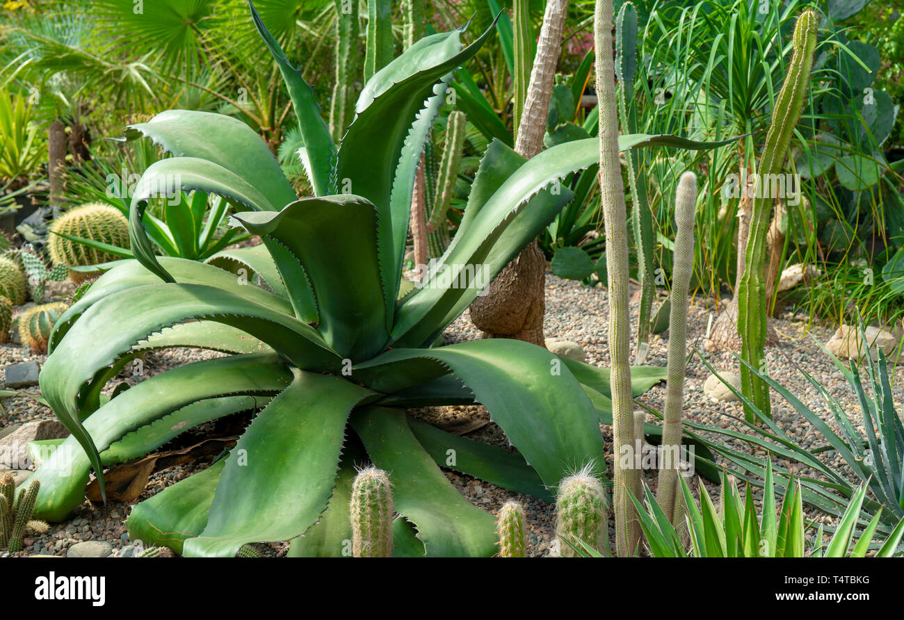 Agave and cacti in nature Stock Photo - Alamy