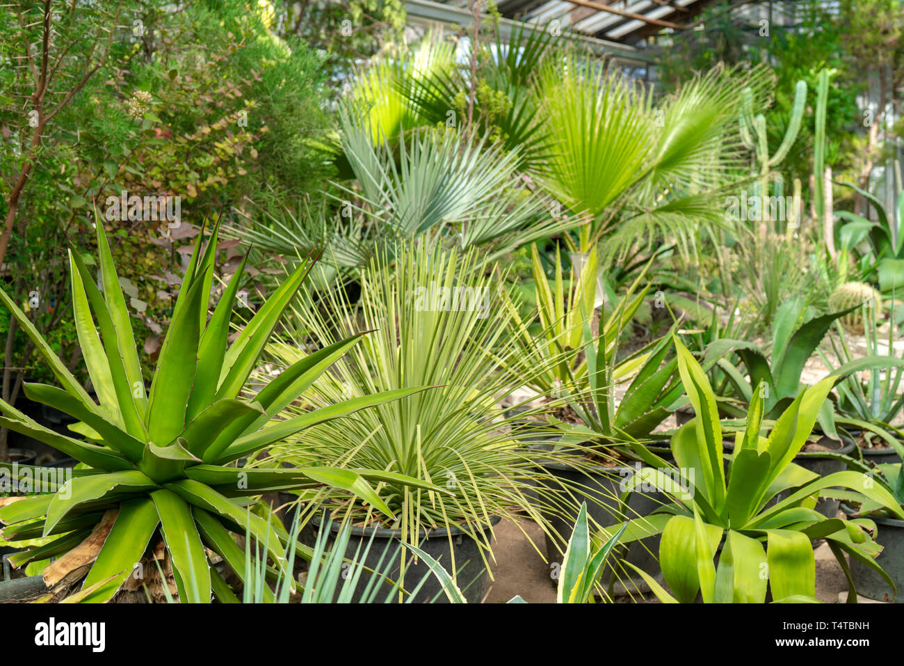 Agave and cacti in nature Stock Photo - Alamy