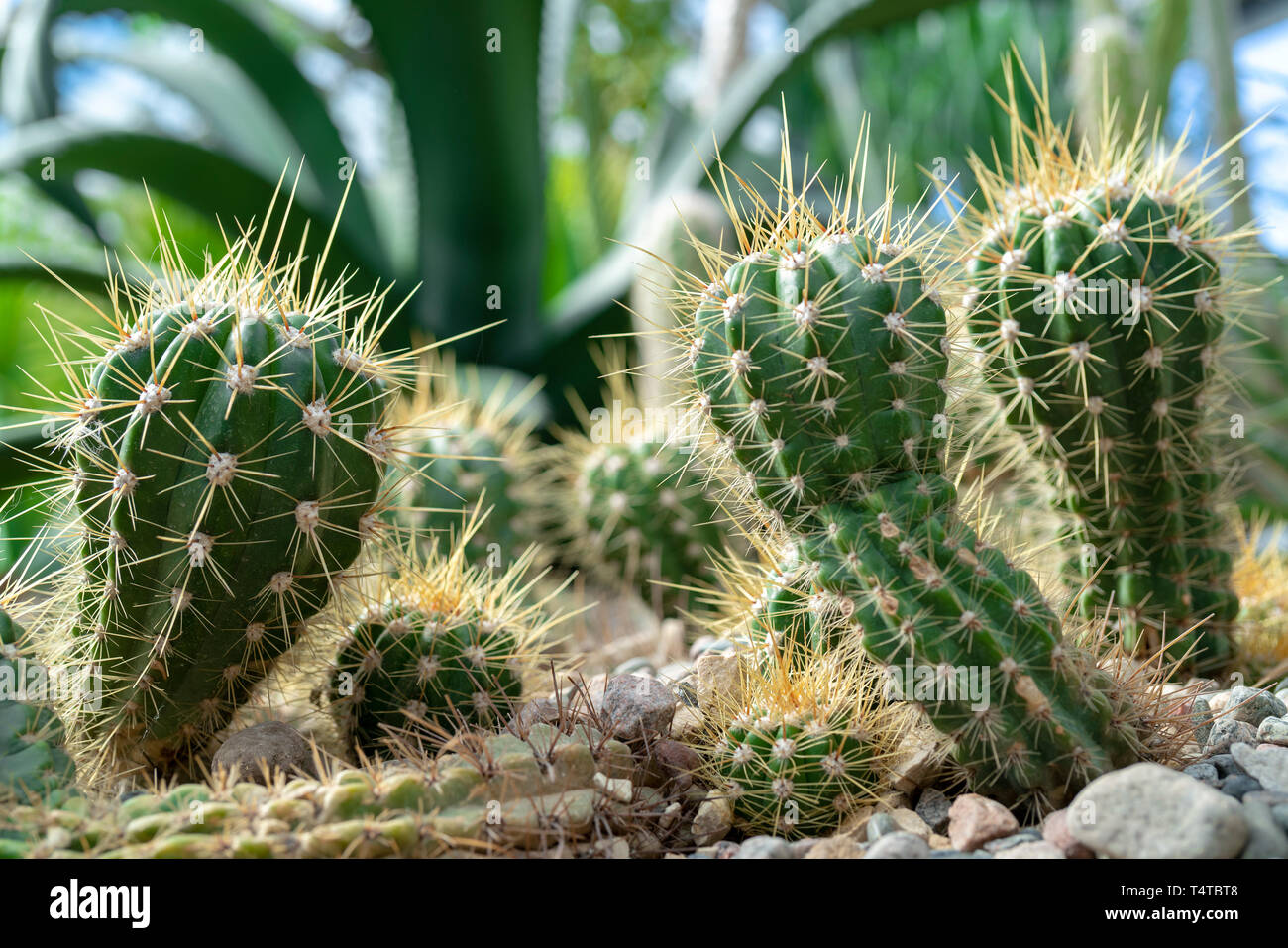 Cacti in nature Stock Photo - Alamy