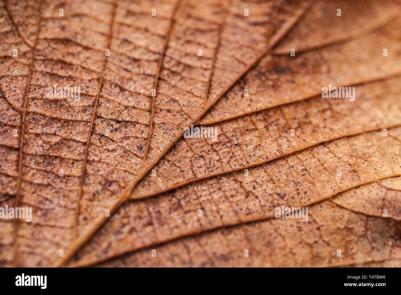 Autumn leaf detail Stock Photo - Alamy