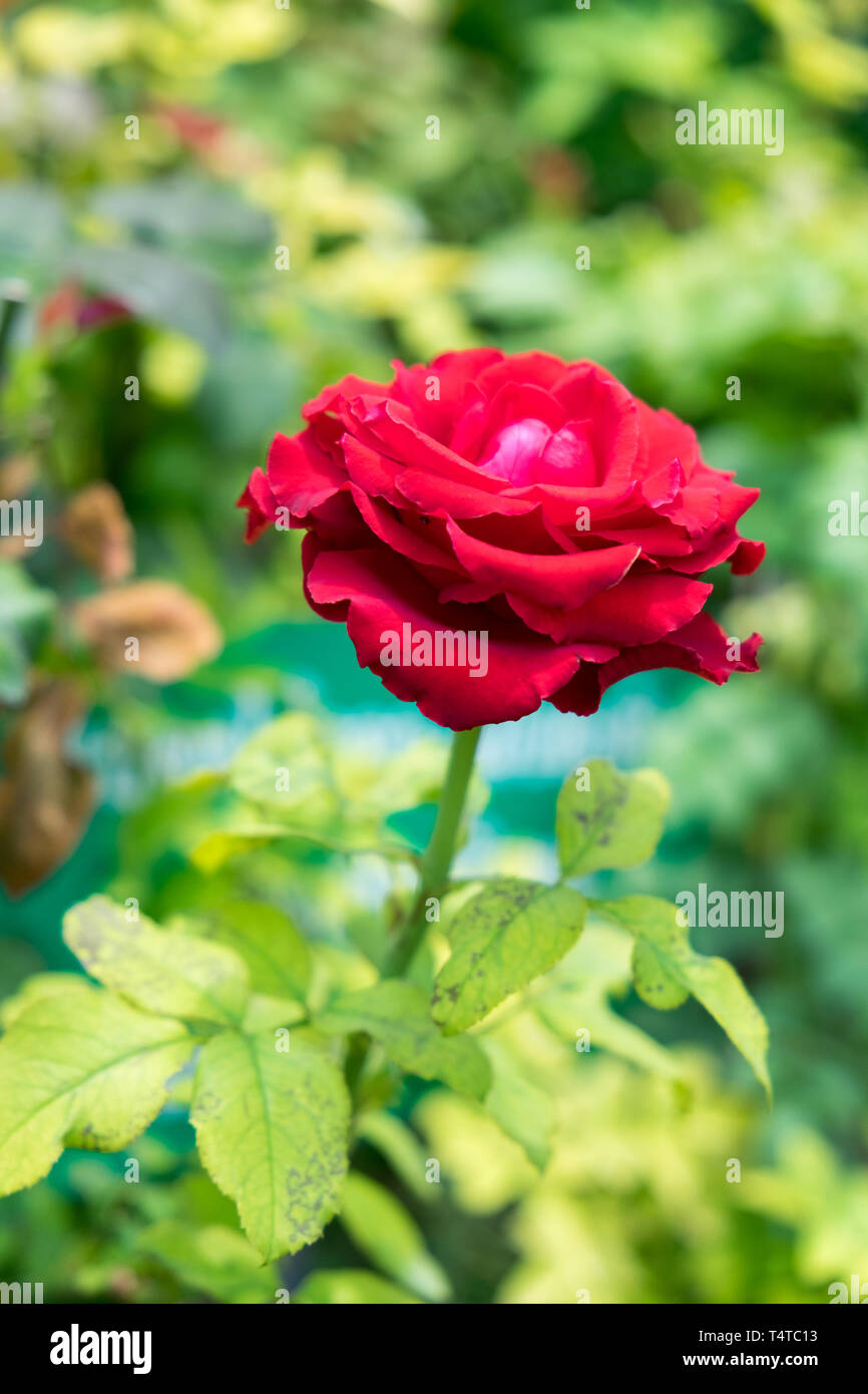 Single red rose on green stalk background Stock Photo - Alamy