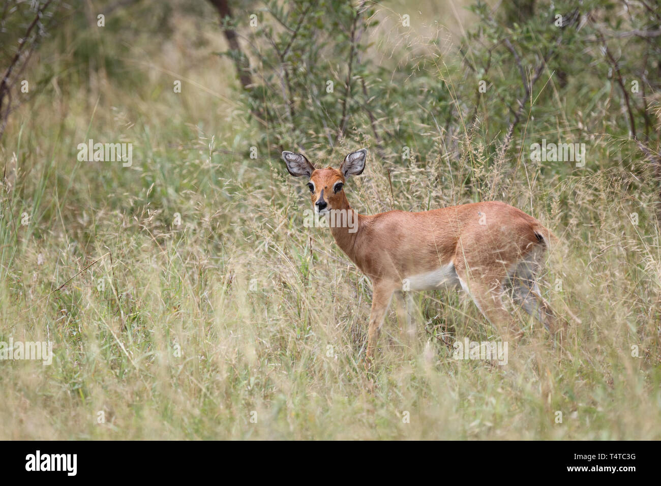 Afrikanische steenboks hi-res stock photography and images - Alamy
