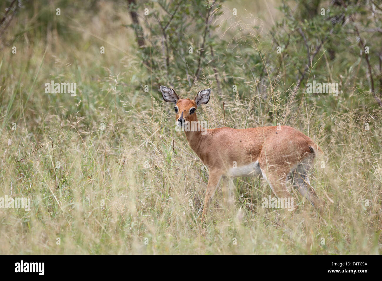 Afrikanische steenboks hi-res stock photography and images - Alamy