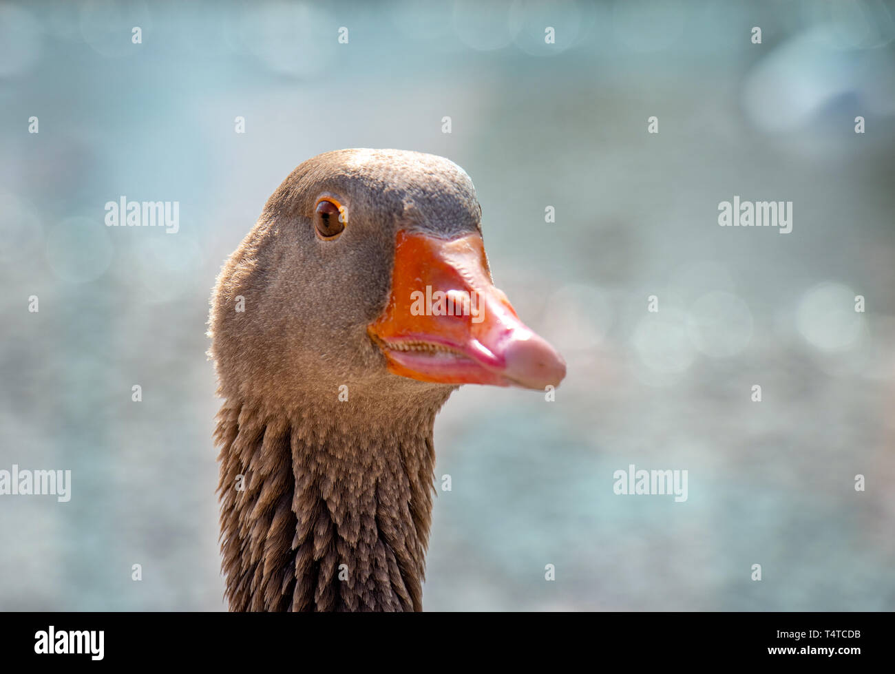 Staring duck hi-res stock photography and images - Alamy