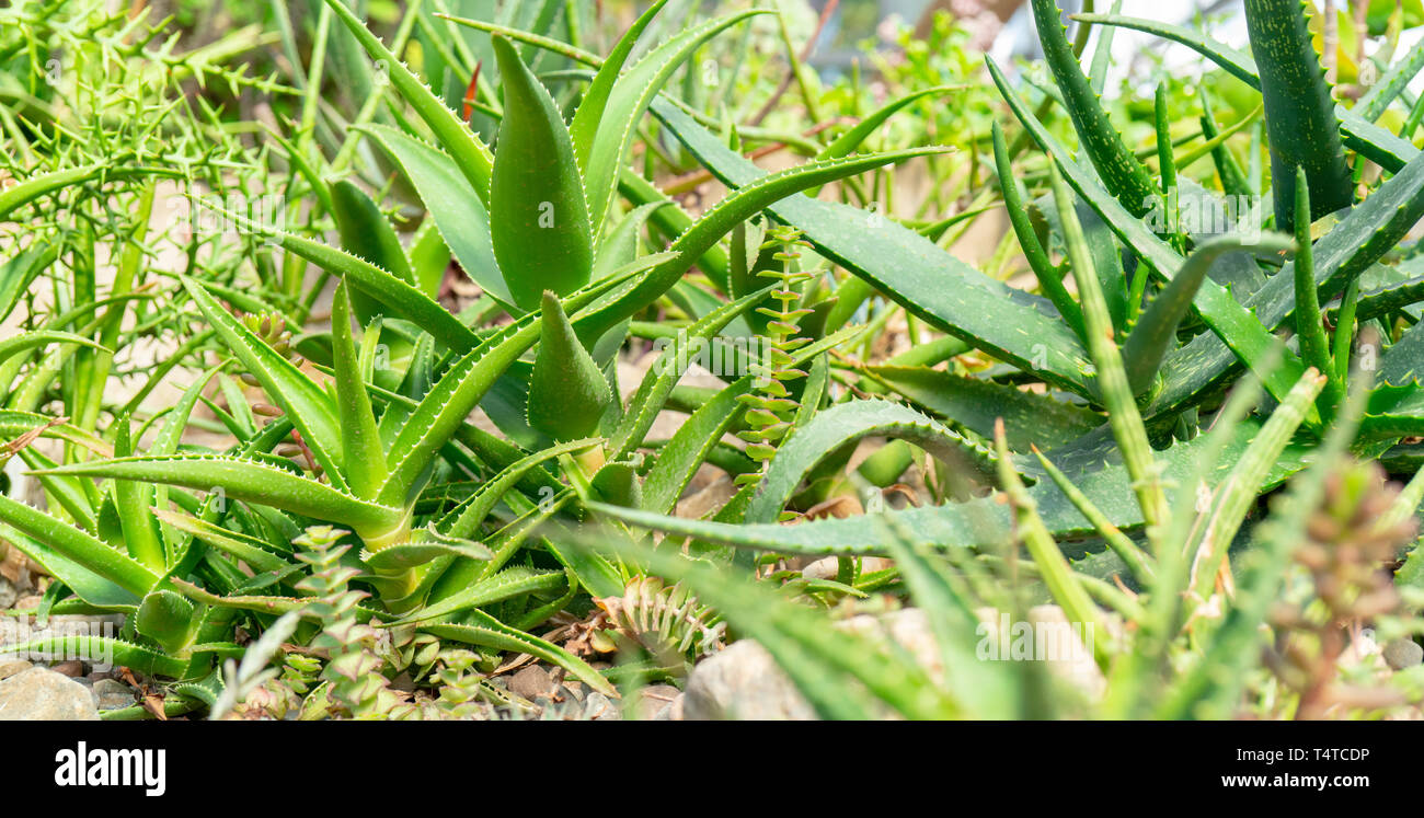 Agave and cacti in nature Stock Photo - Alamy