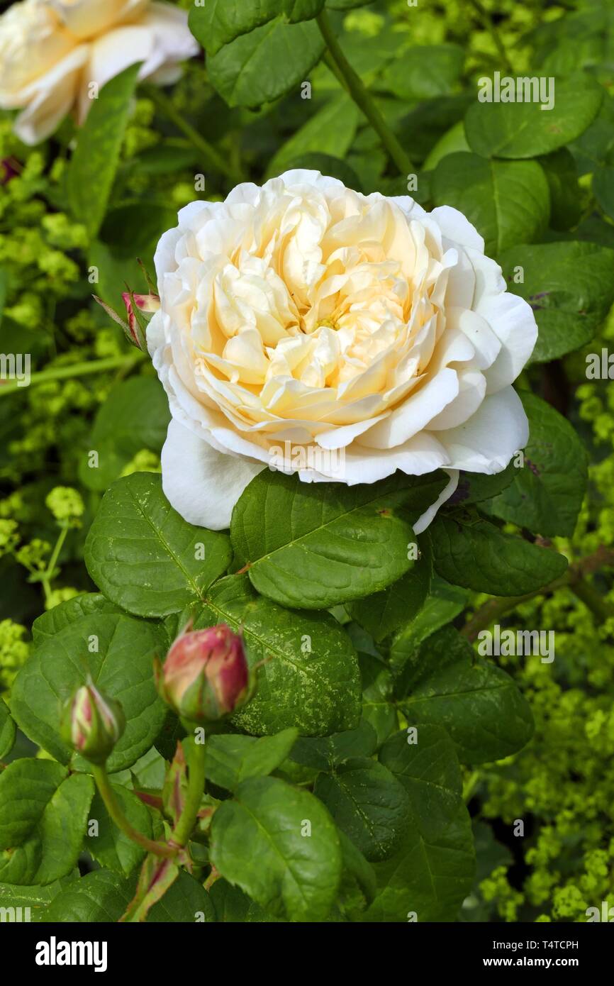 Rose varieties hi-res stock photography and images - Alamy