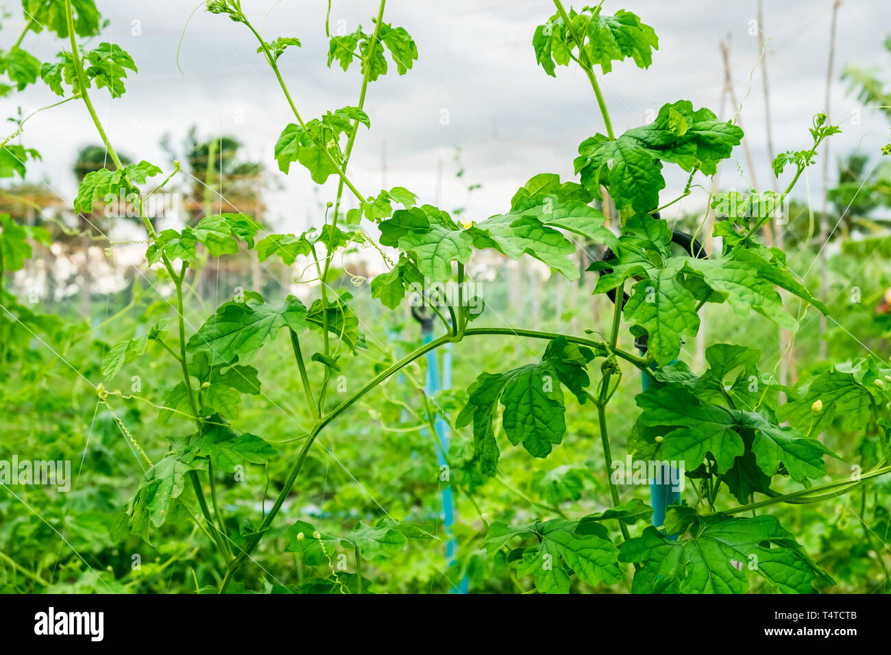 Gourd farm green leaf trail on sling Stock Photo - Alamy