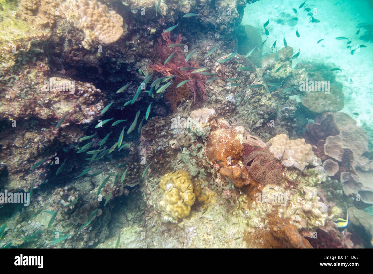 Underwater colorful coral reef fish crowd around,andaman,koh lipe ...