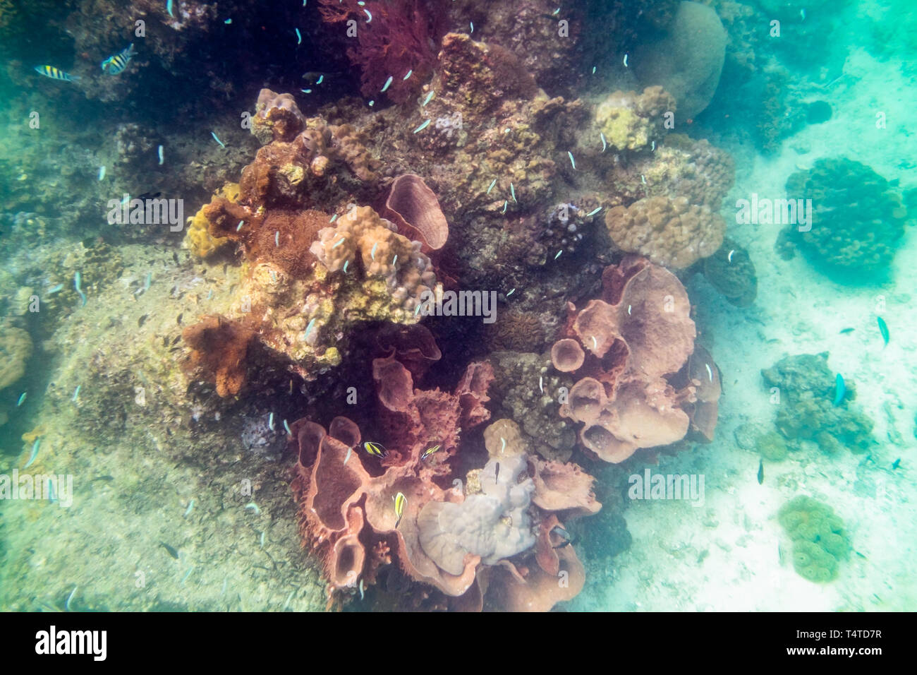 Life Underwater colorful coral reef fish crowd around,andaman,koh lipe ...