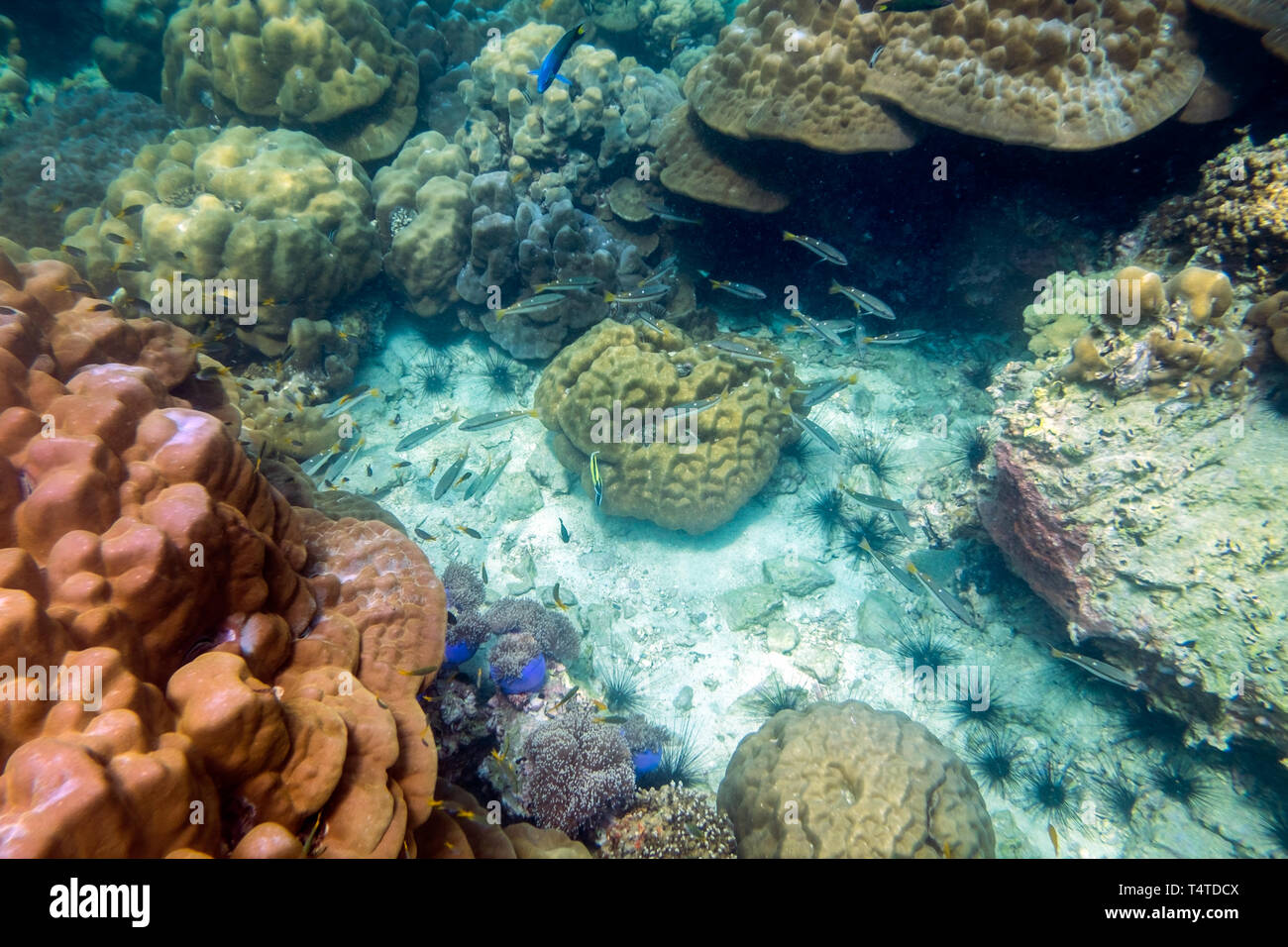 Life Underwater coral reef colorful fish crowd around at lipe sea Stock ...